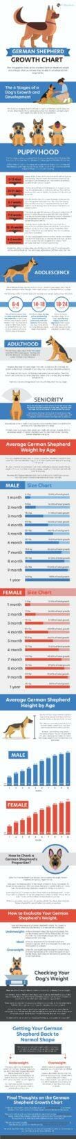 German Shepherd Growth Chart Featuring Weight and Height (Size ...