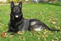 DDR German Shepherds: The Rare Protection Dogs - AllShepherd