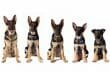 German Shepherd Growth Chart Featuring Weight And Height (Size ...