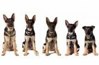 German Shepherd Growth Chart Featuring Weight And Height (Size ...
