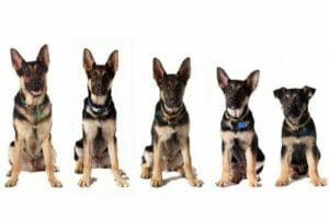 German Shepherd Growth Chart Featuring Weight And Height (Size ...