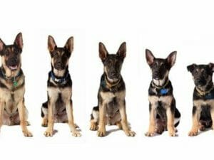 How Much Exercise Does A German Shepherd Need Each Day - AllShepherd