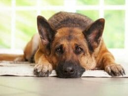 German Shepherd Temperament And Personality Guide - AllShepherd