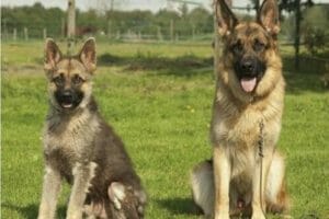 German Shepherd Puppies For Adoption - AllShepherd
