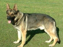 The Very Rare Isabella German Shepherd Guide - AllShepherd