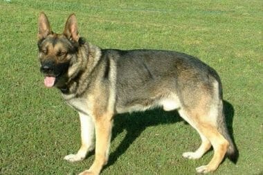 Sable German Shepherds: Everything You Need To Know - AllShepherd