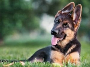 The Rarity Of The Brindle Colored German Shepherds - AllShepherd