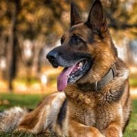 Pannus And Other German Shepherd Eye Problems - AllShepherd