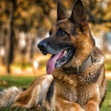 Pannus And Other German Shepherd Eye Problems - AllShepherd