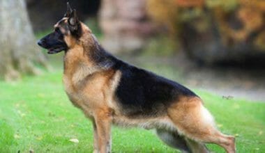 Czech German Shepherd: History, Temperament, Price & more - AllShepherd