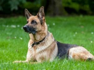 German Shepherd Mouth: Teeth And Gums - AllShepherd