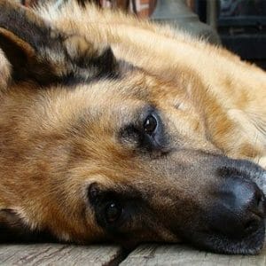 Pannus And Other German Shepherd Eye Problems - AllShepherd