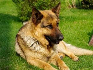Pannus And Other German Shepherd Eye Problems - AllShepherd