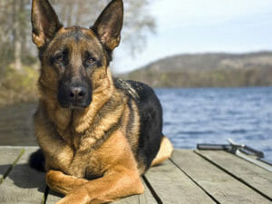 German Shepherd Mouth: Teeth And Gums - AllShepherd