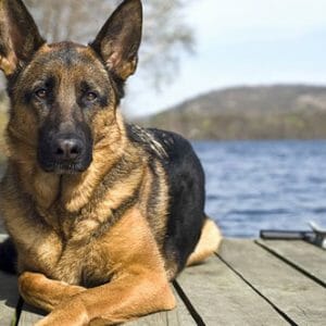 German Shepherd Mouth: Teeth And Gums - AllShepherd