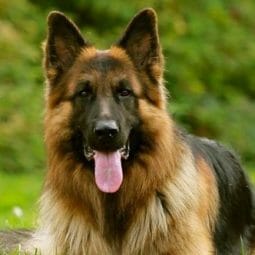 Pannus And Other German Shepherd Eye Problems - AllShepherd