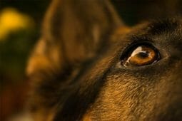 Pannus And Other German Shepherd Eye Problems - AllShepherd