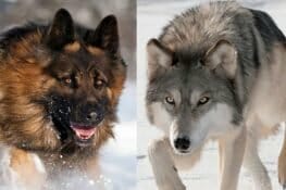 German Shepherd Vs. Wolf - AllShepherd