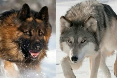 German Shepherd Vs. Wolf - AllShepherd