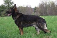 The German Shepherd Working Lines Vs. Show Lines