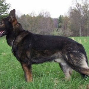 American German Shepherd Vs European German Shepherd- AllShepherd