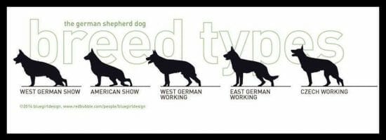 The German Shepherd Working Lines Vs. Show Lines