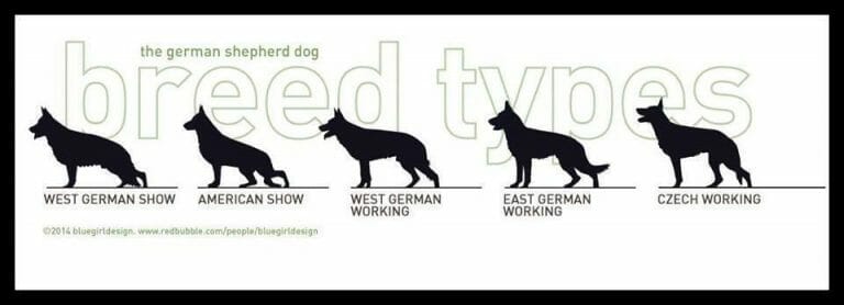 The German Shepherd Working Lines Vs. Show Lines