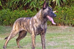 The Rarity Of The Brindle Colored German Shepherds - AllShepherd