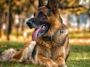 Pannus And Other German Shepherd Eye Problems - AllShepherd