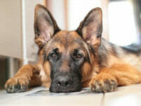 Pannus And Other German Shepherd Eye Problems - AllShepherd