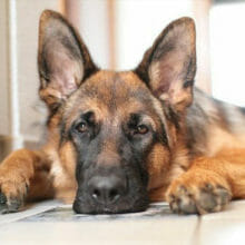 The Rarity Of The Brindle Colored German Shepherds - AllShepherd