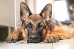 The Rarity Of The Brindle Colored German Shepherds - AllShepherd