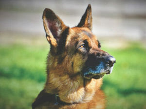 Pannus And Other German Shepherd Eye Problems - AllShepherd