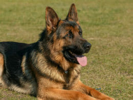 German Shepherd Mouth: Teeth And Gums - AllShepherd