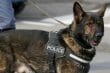 Facts About The German Shepherd Police Dogs - AllShepherd