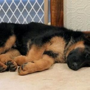 Pannus And Other German Shepherd Eye Problems - AllShepherd