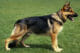 German Shepherd Sloping Back VS Straight Back - AllShepherd