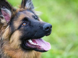 Pannus And Other German Shepherd Eye Problems - AllShepherd