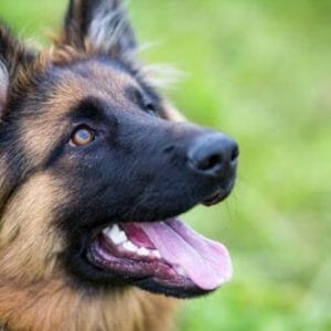 German Shepherd Puppy Teething: Age, Stages, And Tips - AllShepherd