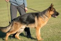 German Shepherd Training Commands List In German & English - AllShepherd