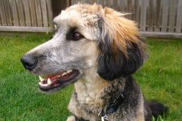 Owning A German Shepherd Poodle Mix: The Shepadoodle - AllShepherd