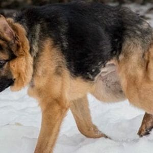 Pannus And Other German Shepherd Eye Problems - AllShepherd