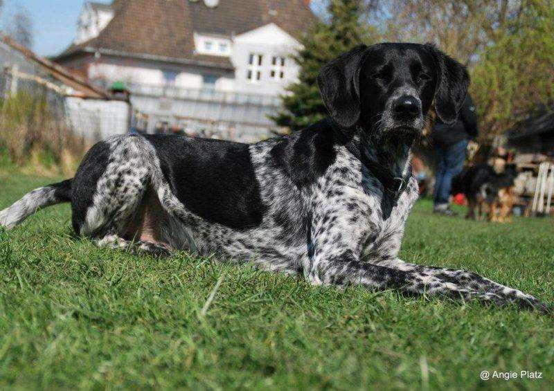 The Australian Shepherd Beagle Mix - Everything You Wanted To Know ...