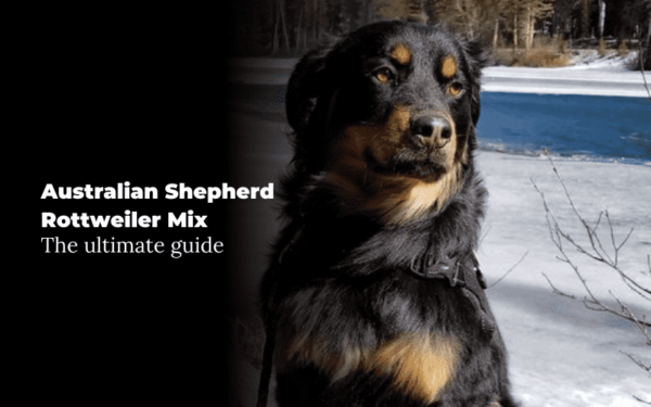 Australian Shepherd Rottweiler Mix - AllShepherd