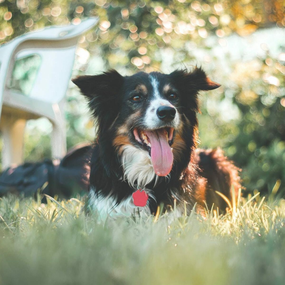 The Australian Shepherd Beagle Mix - Everything You Wanted To Know ...