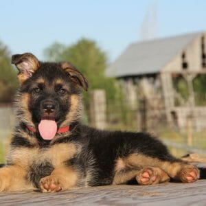Pannus And Other German Shepherd Eye Problems - AllShepherd