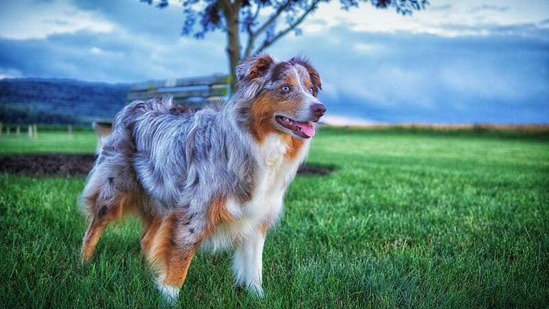 What Is The Lifespan Of An Australian Shepherd - AllShepherd