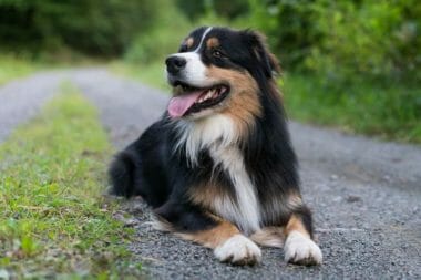 How To Groom An Australian Shepherd - AllShepherd