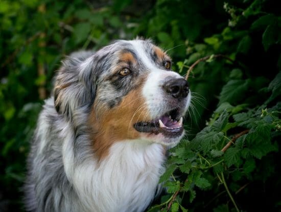 Australian Shepherd Working Vs. Show - AllShepherd