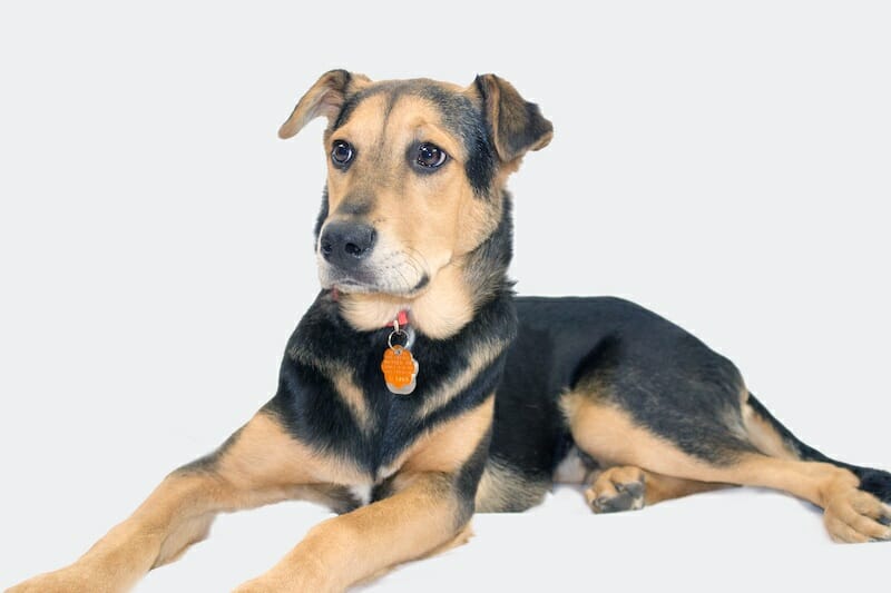 German Shepherd Terrier Mix Breed Information - AllShepherd